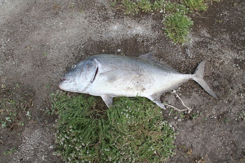Eastern_Ulua - Midway Island